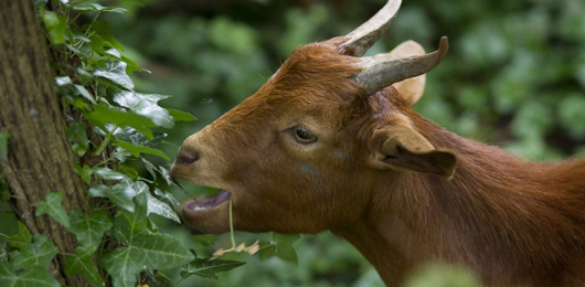Nello stomaco delle capre il segreto per nuovi biocarburanti - Treccani
