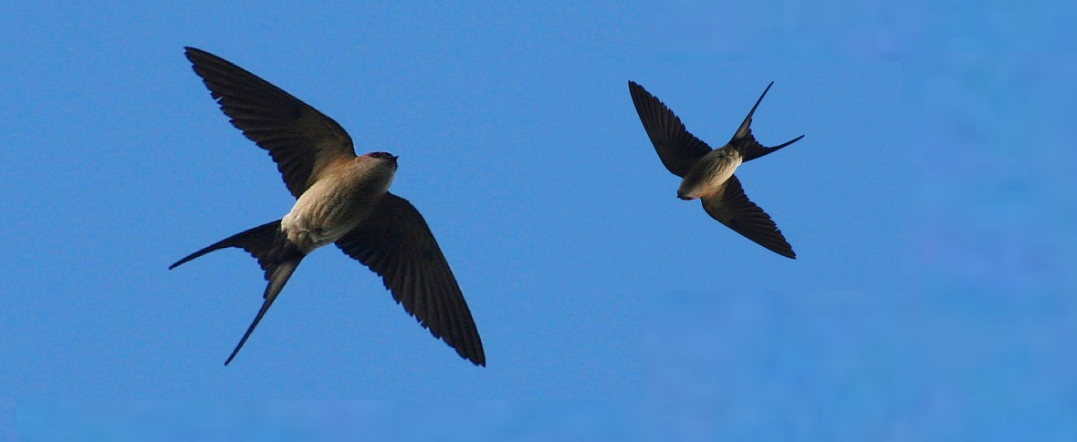Il genoma delle rondini - Treccani