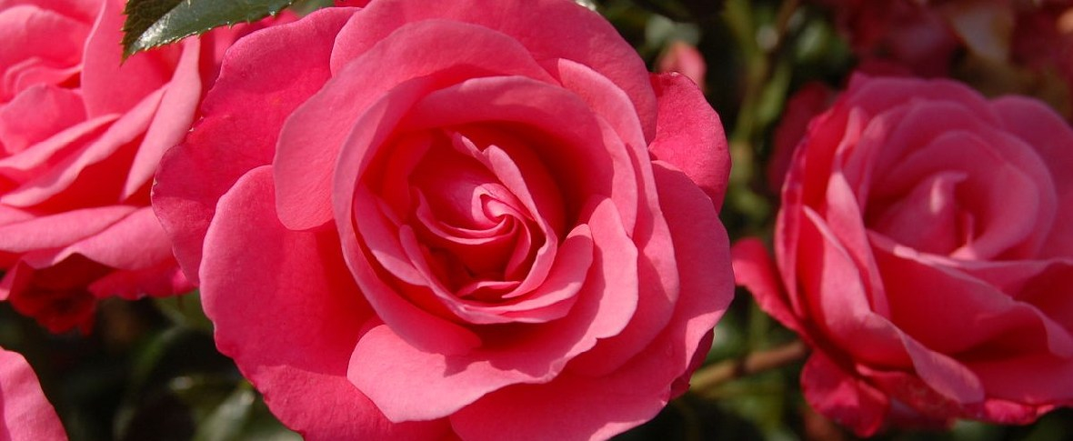 Ricostruita la mappa del DNA delle rose - Treccani