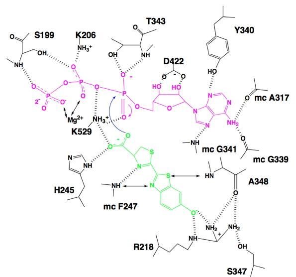 La natura quantistica delle lucciole: chimica teorica, luce e ...